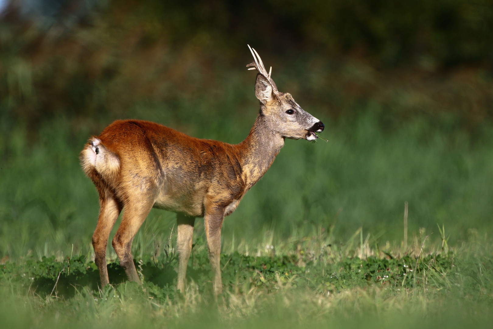 Rehbock Foto & Bild | tiere, wildlife, säugetiere Bilder auf fotocommunity