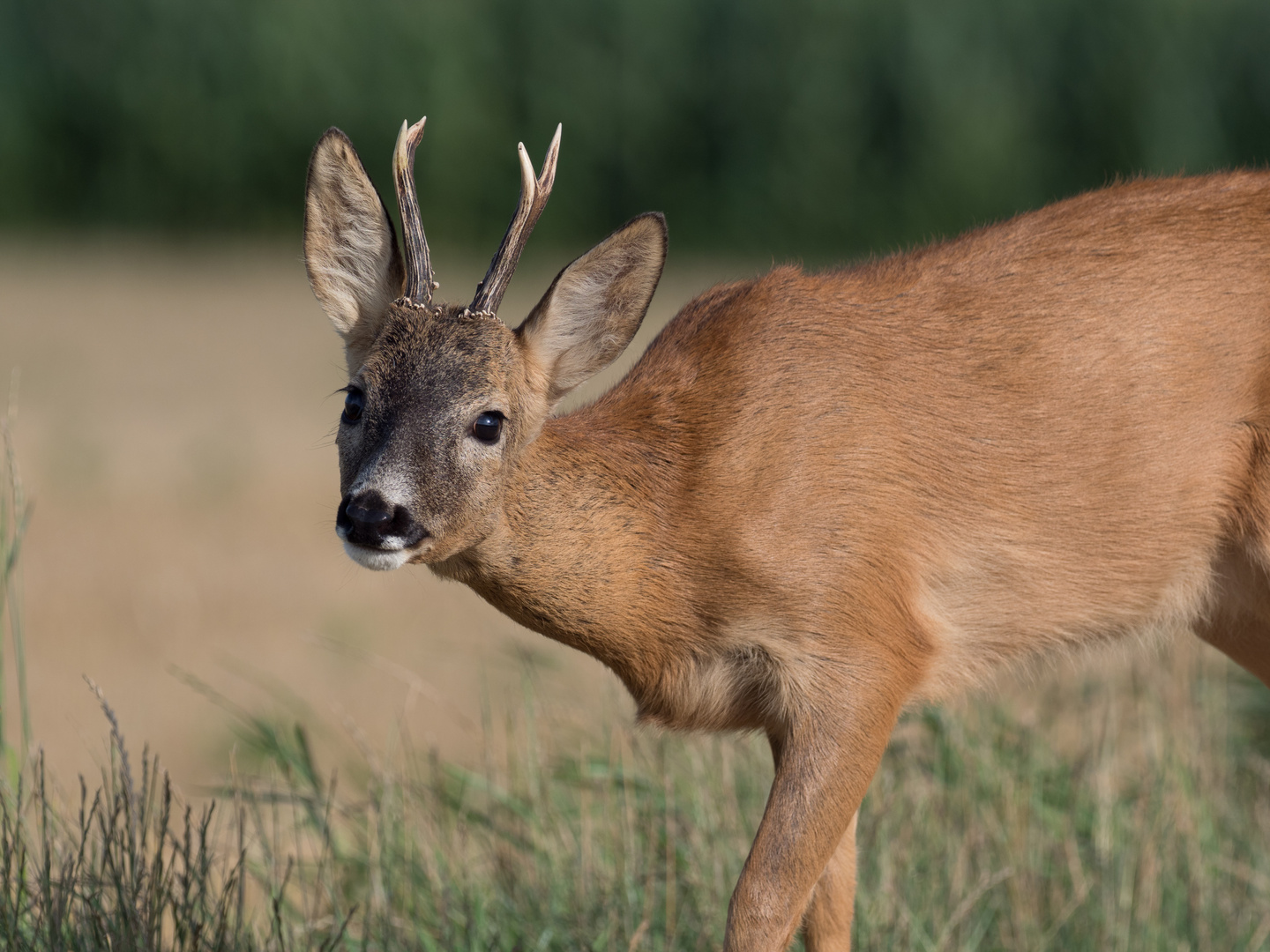 Rehbock Foto & Bild | natur, tiere, wildlife Bilder auf fotocommunity