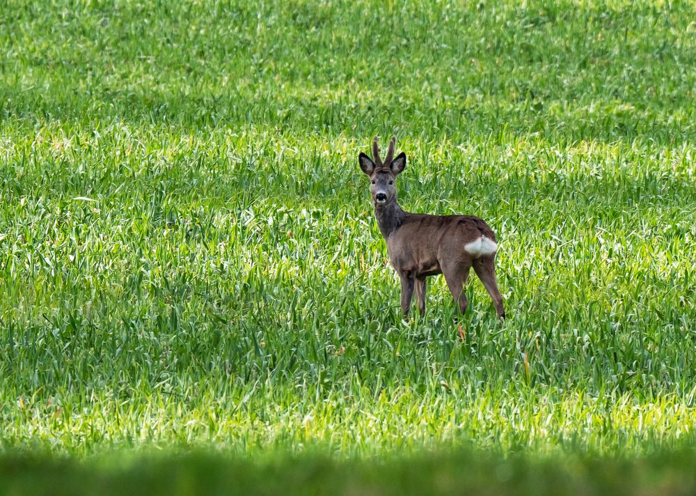 Rehbock Foto & Bild | tiere, wildlife, säugetiere Bilder auf fotocommunity