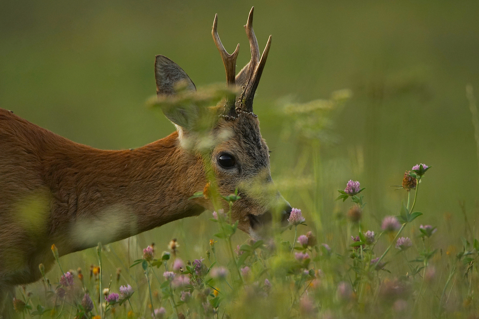 Rehbock Foto & Bild | tiere, wildlife, natur Bilder auf fotocommunity