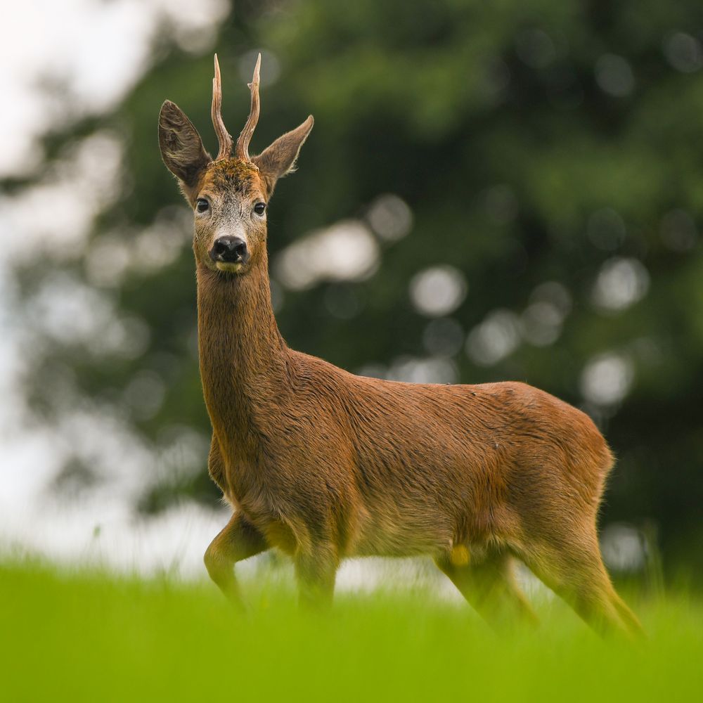 Rehbock Foto & Bild | tiere, wildlife, säugetiere Bilder auf fotocommunity