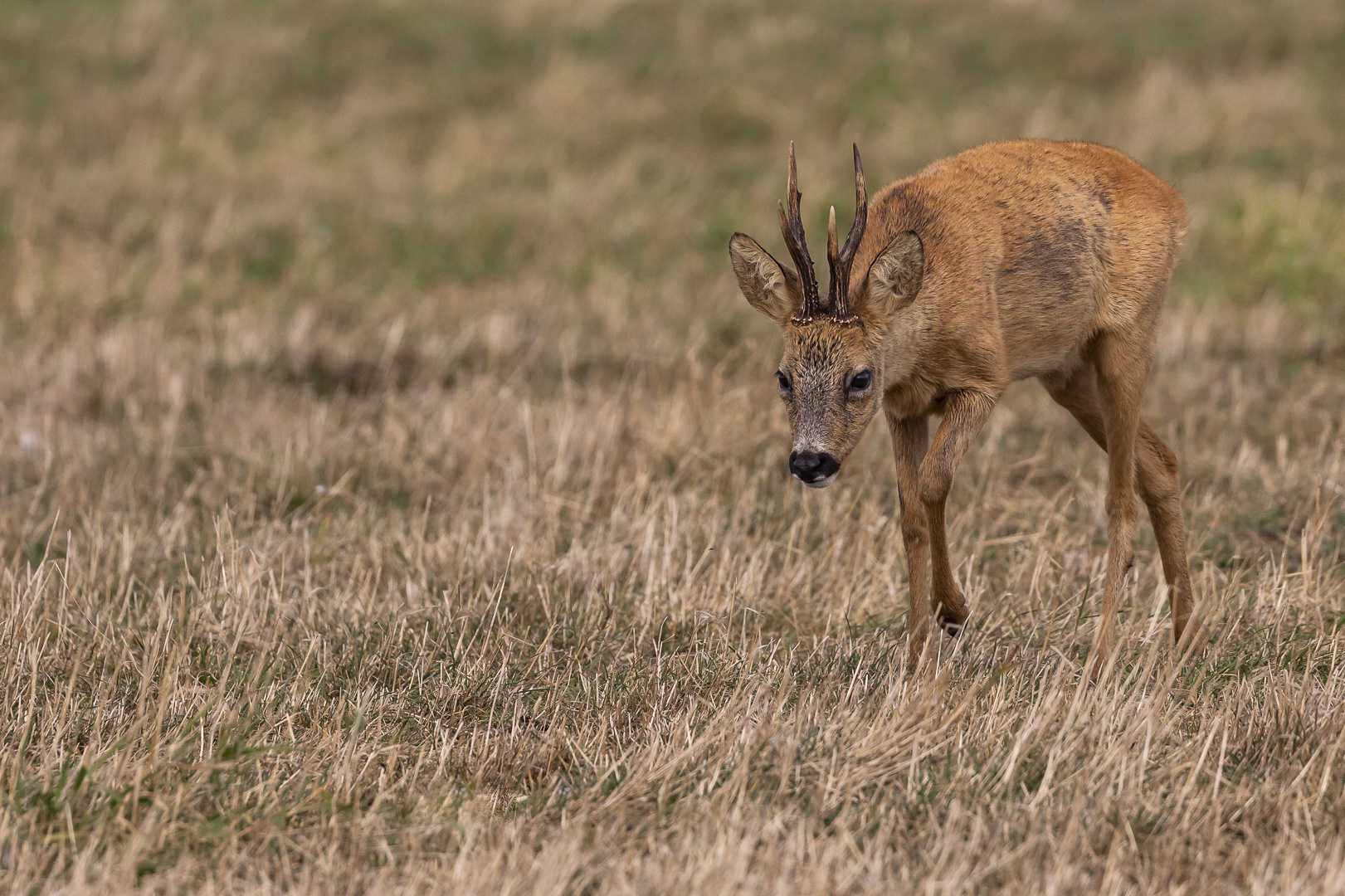 Rehbock Foto & Bild | natur, reisen, mecklenburg-vorpommern Bilder auf ...