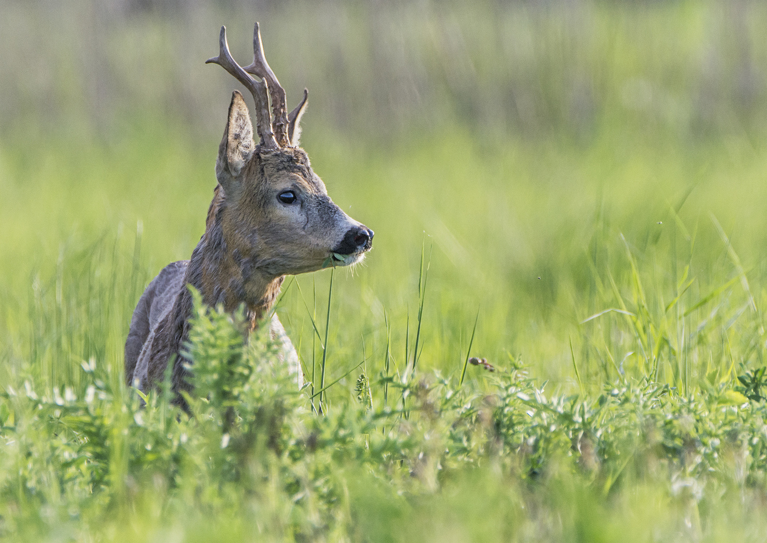 Rehbock Foto & Bild | tiere, wildlife, fotos Bilder auf fotocommunity