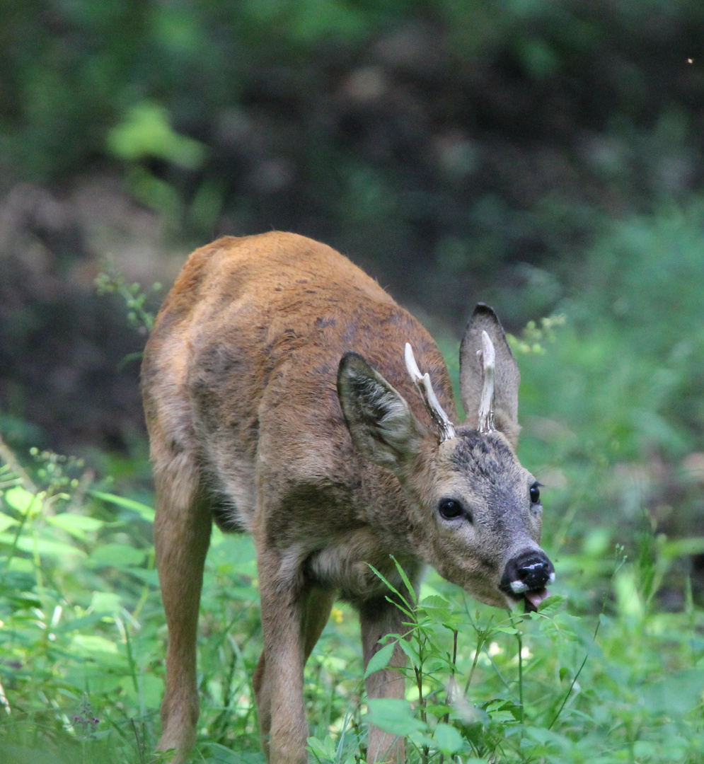 Rehbock Foto & Bild | tiere, wildlife, säugetiere Bilder auf fotocommunity