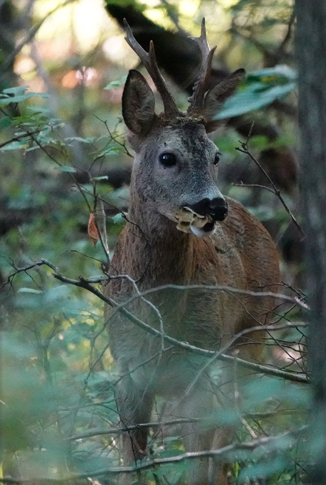 Rehbock Foto & Bild | park, rehe, rehwild Bilder auf fotocommunity