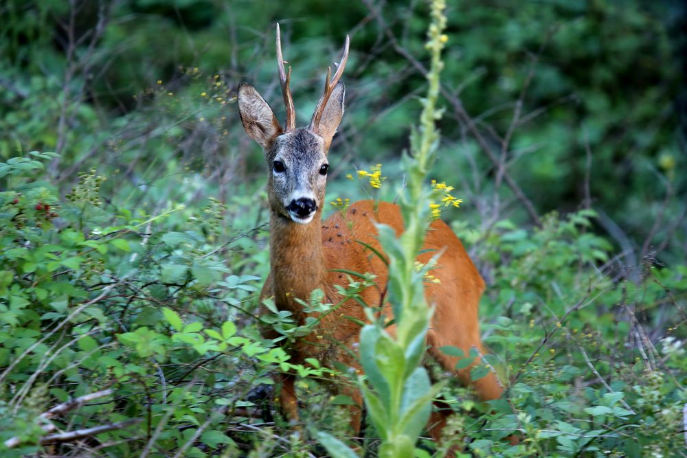 rehbock, Foto & Bild | tiere, wildlife, säugetiere Bilder auf fotocommunity