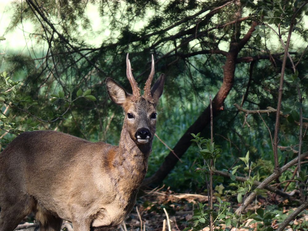 Rehbock! Foto & Bild | tiere, wildlife, säugetiere Bilder auf fotocommunity
