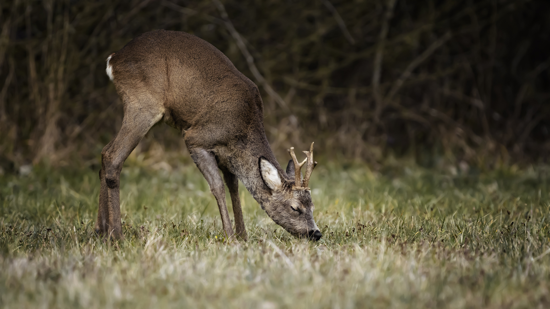 Rehbock Foto & Bild | fotos, nature, world Bilder auf fotocommunity