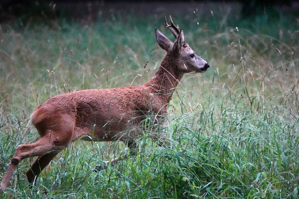 Rehbock Foto & Bild | park, wildlife, rehe Bilder auf fotocommunity