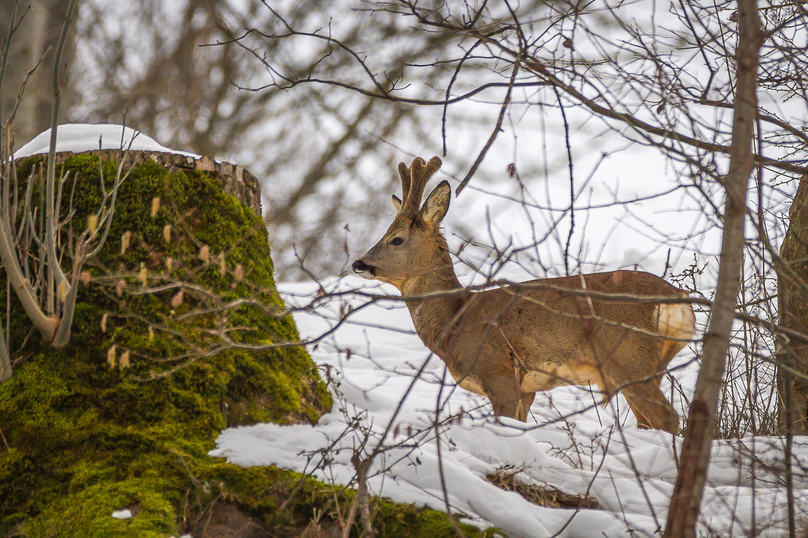 Rehbock Foto & Bild | tiere, wildlife, wald Bilder auf fotocommunity
