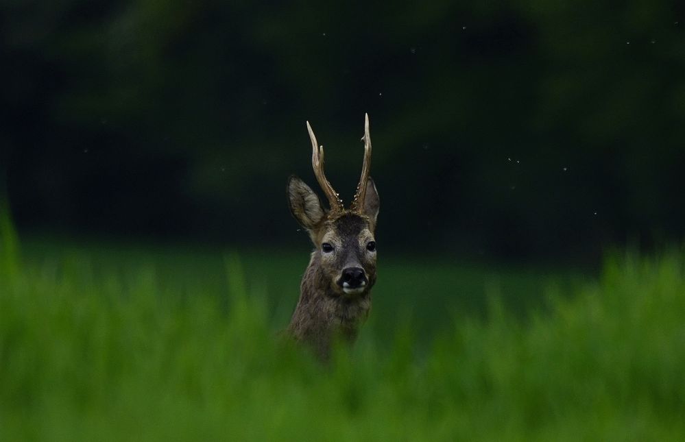 Rehbock. Foto & Bild | tiere, wildlife, säugetiere Bilder auf fotocommunity