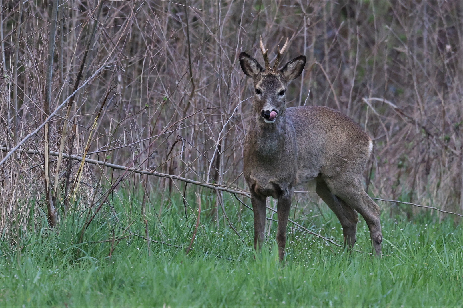 Rehbock Foto & Bild | tiere, wildlife, säugetiere Bilder auf fotocommunity