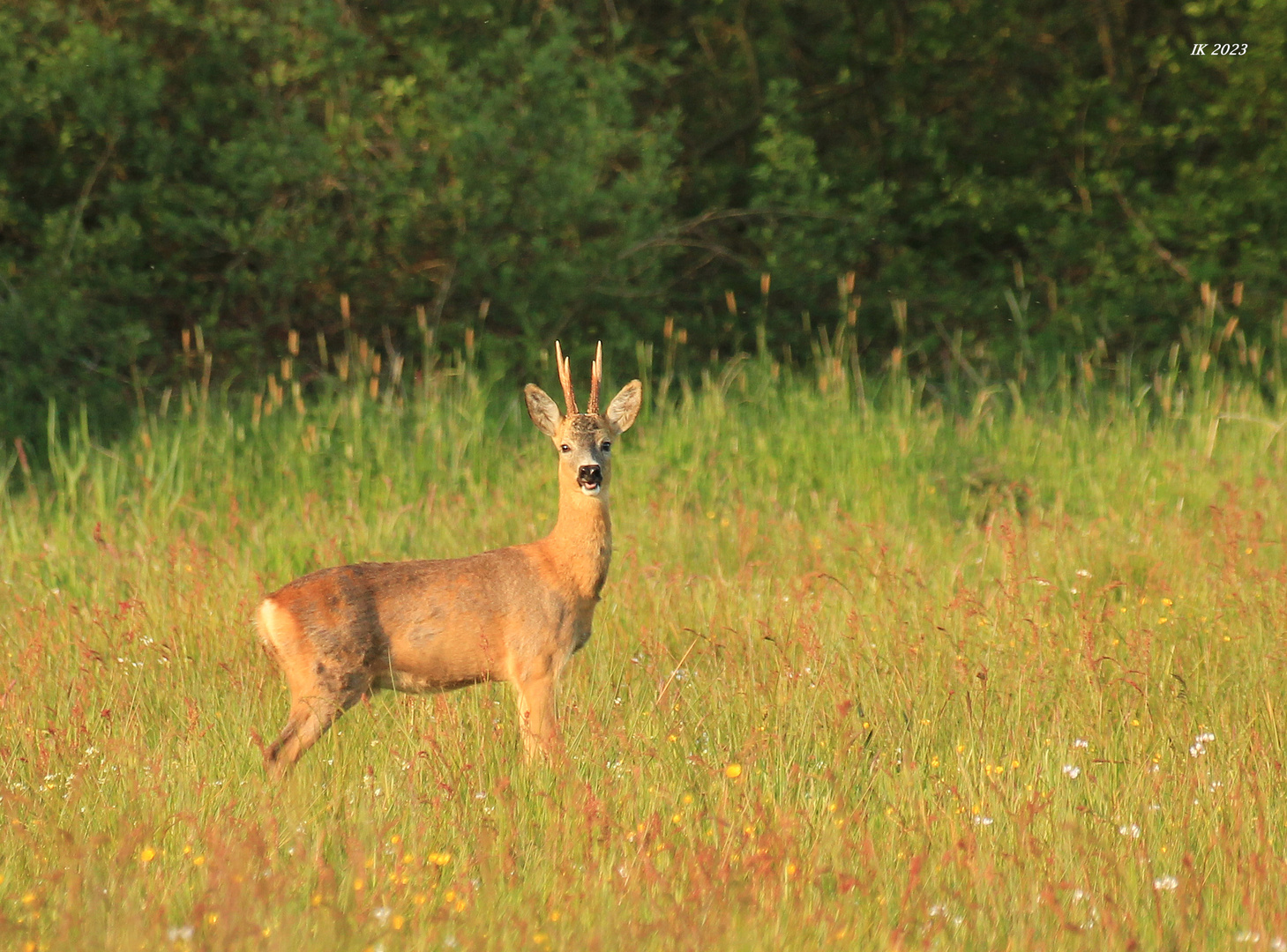 Rehbock Foto & Bild | natur, tiere, wildlife Bilder auf fotocommunity