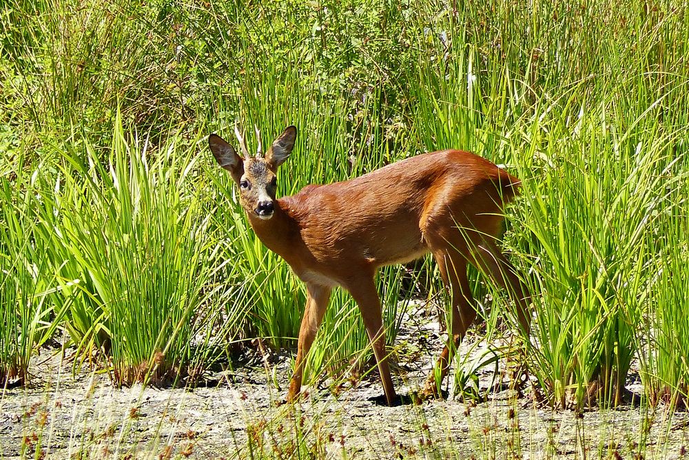 Rehbock Foto & Bild | tiere, wildlife, säugetiere Bilder auf fotocommunity