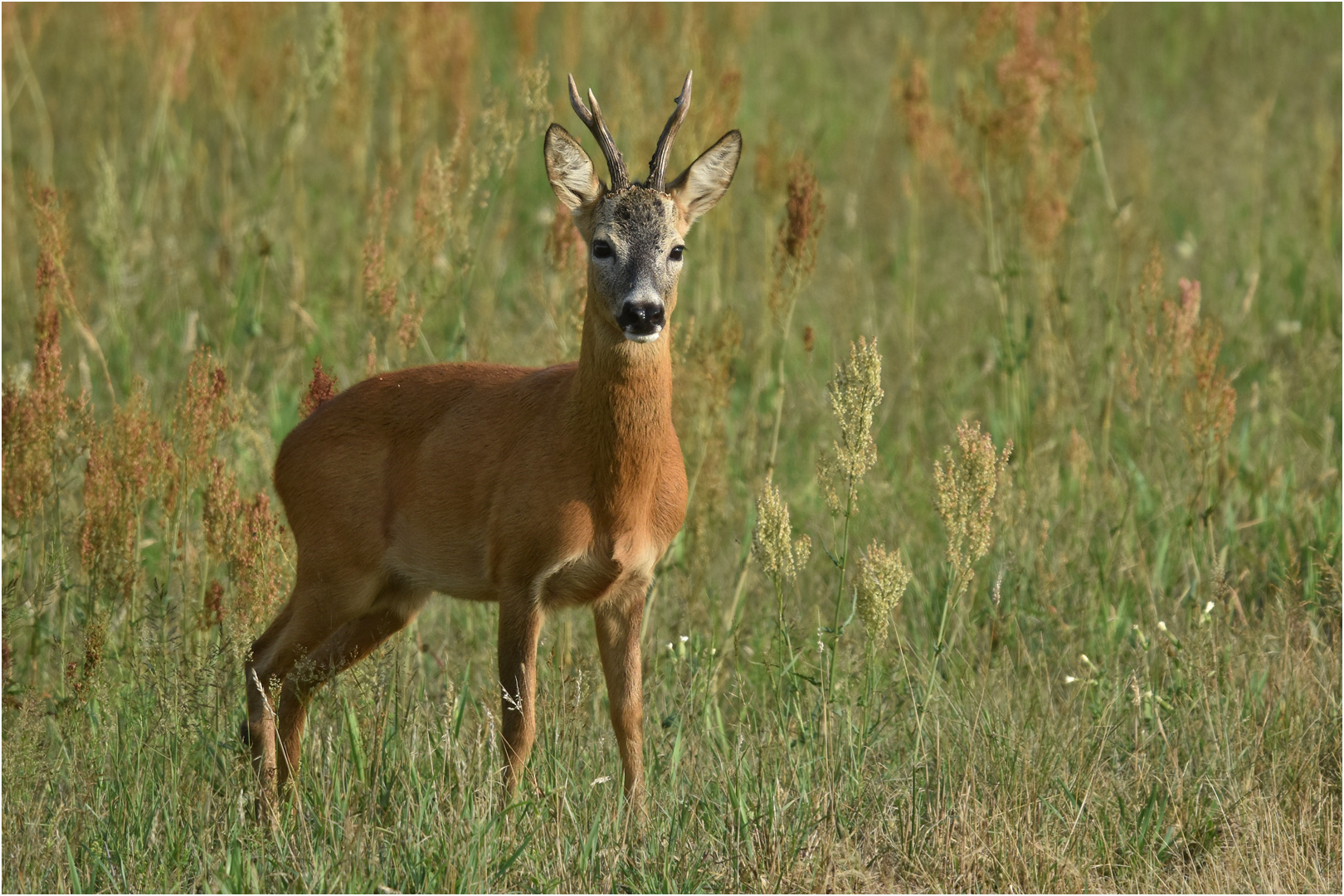 Rehbock Foto & Bild | tiere, wildlife, säugetiere Bilder auf fotocommunity