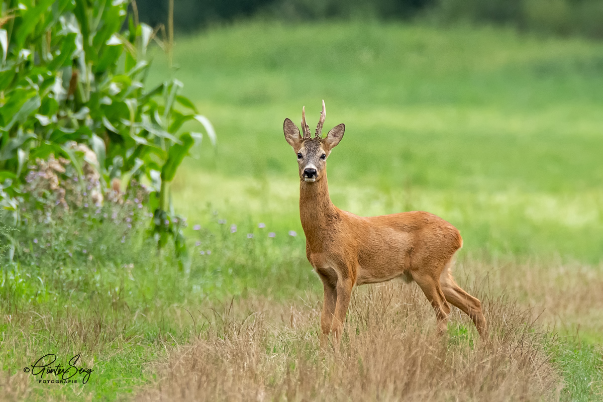 Rehbock Foto & Bild | tiere, wildlife, natur Bilder auf fotocommunity