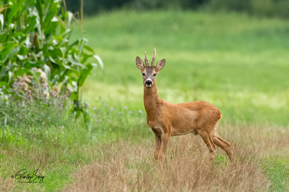 Rehbock Foto & Bild | tiere, wildlife, natur Bilder auf fotocommunity