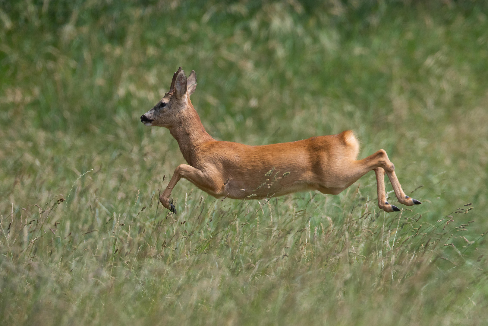 Rehbock... Foto & Bild | canon, natur, tiere Bilder auf fotocommunity