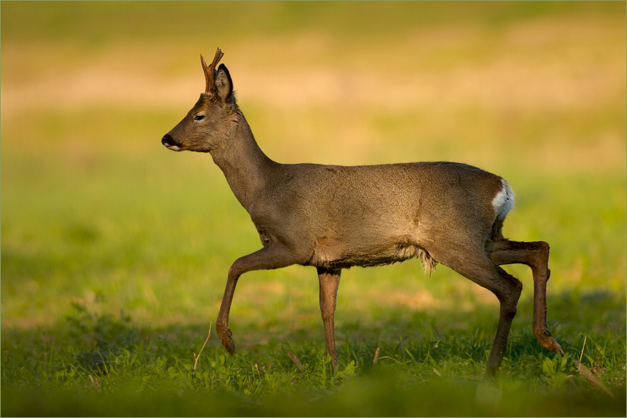 Rehbock Foto & Bild | tiere, wildlife, säugetiere Bilder auf fotocommunity