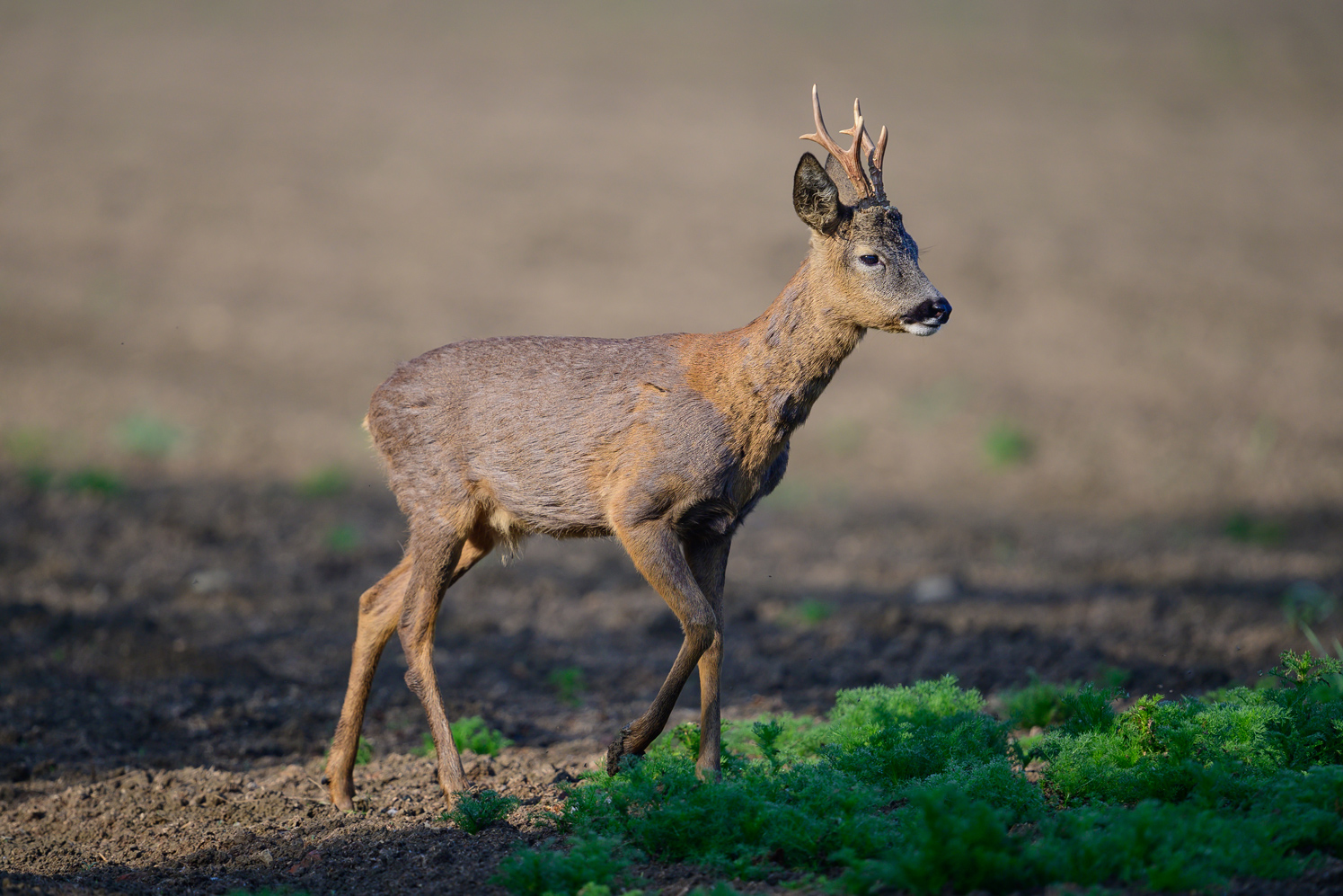 Rehbock Foto & Bild | tiere, wildlife, säugetiere Bilder auf fotocommunity