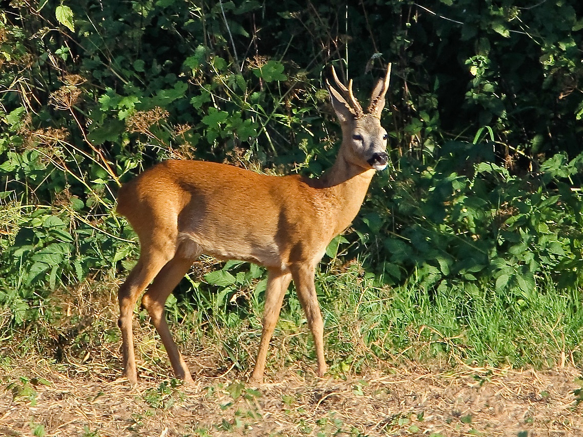 Rehbock Foto & Bild | tiere, wildlife, säugetiere Bilder auf fotocommunity
