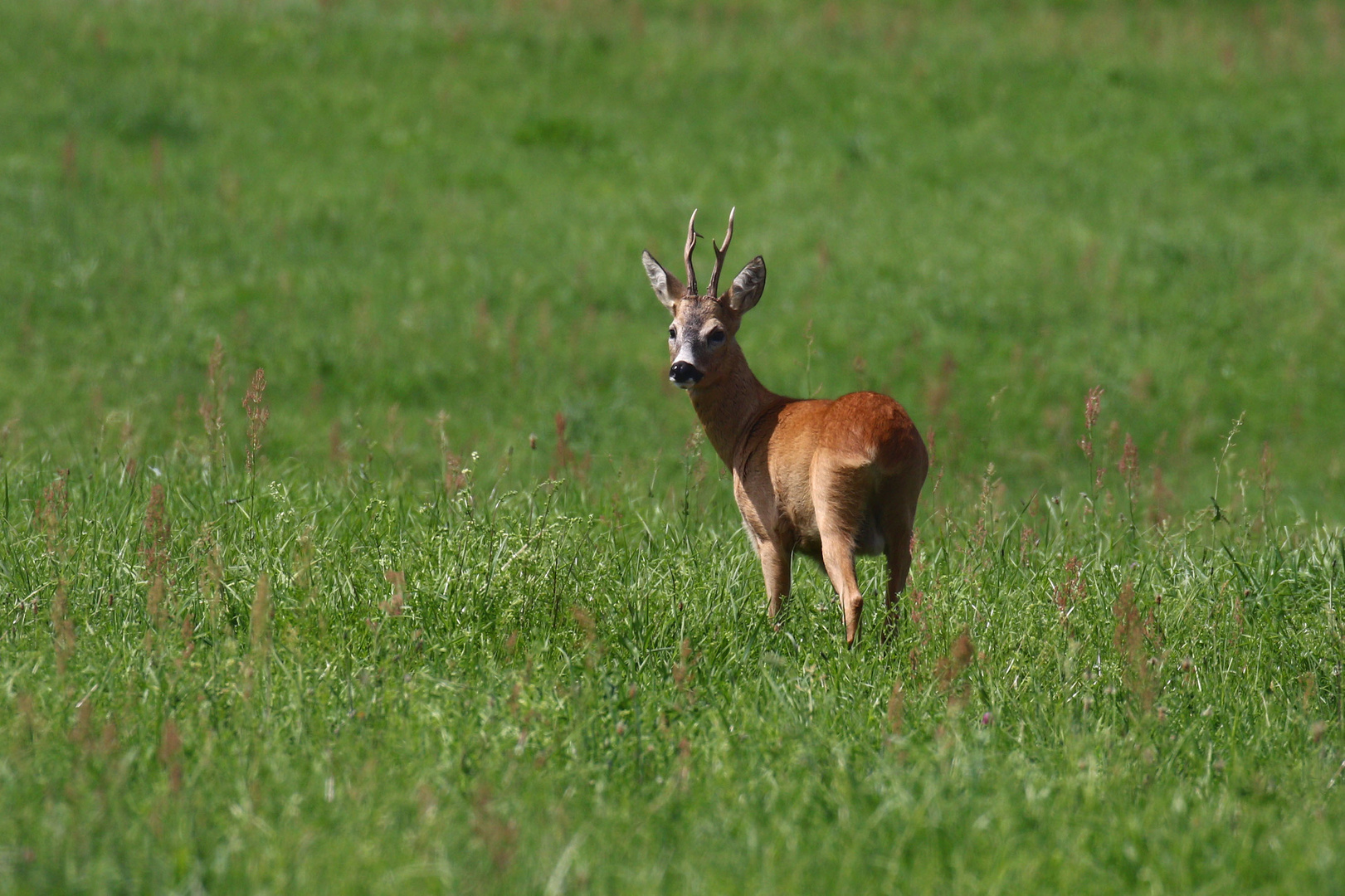 Rehbock Foto & Bild | tiere, wildlife, säugetiere Bilder auf fotocommunity
