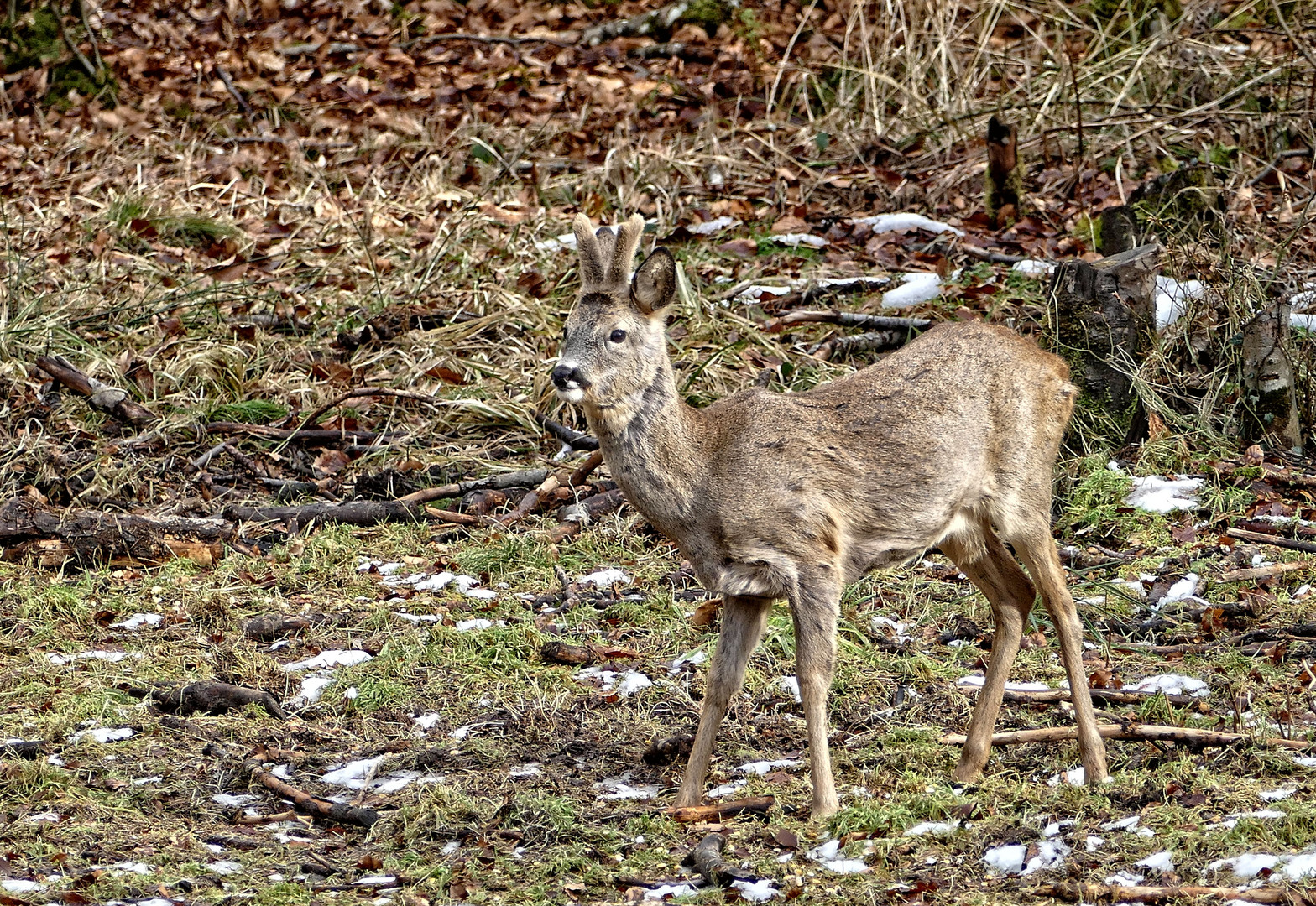 Rehbock Foto & Bild | wald, tiere, wildlife Bilder auf fotocommunity