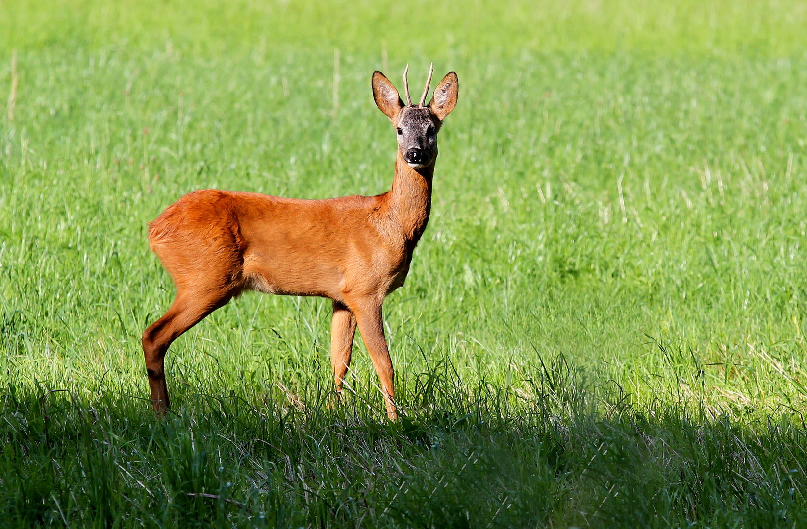 Rehbock Foto & Bild | tiere, wildlife, säugetiere Bilder auf fotocommunity