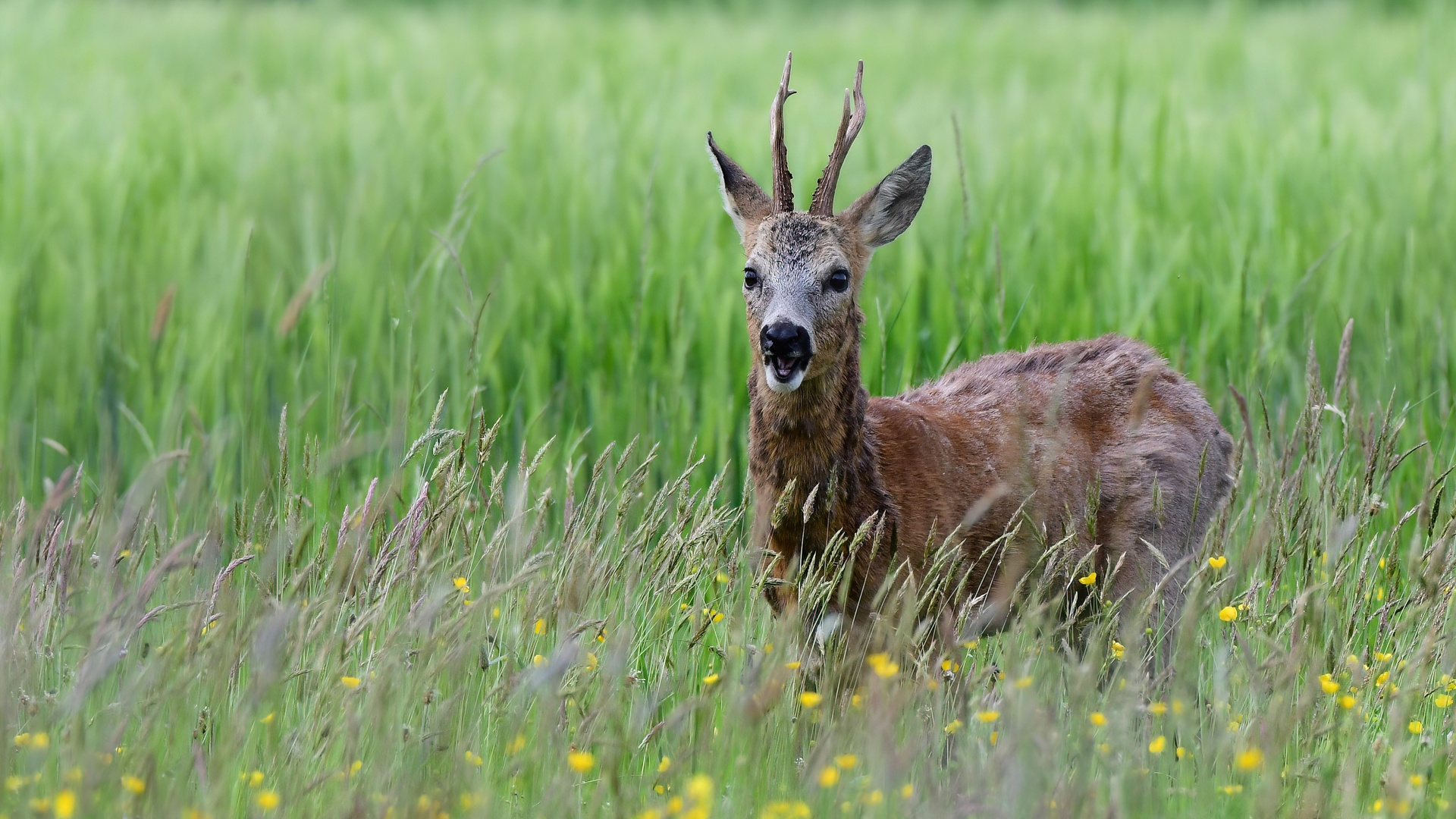 rehbock Foto & Bild | stillleben, tiere, wildlife Bilder auf fotocommunity