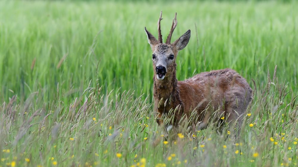 rehbock Foto & Bild | stillleben, tiere, wildlife Bilder auf fotocommunity