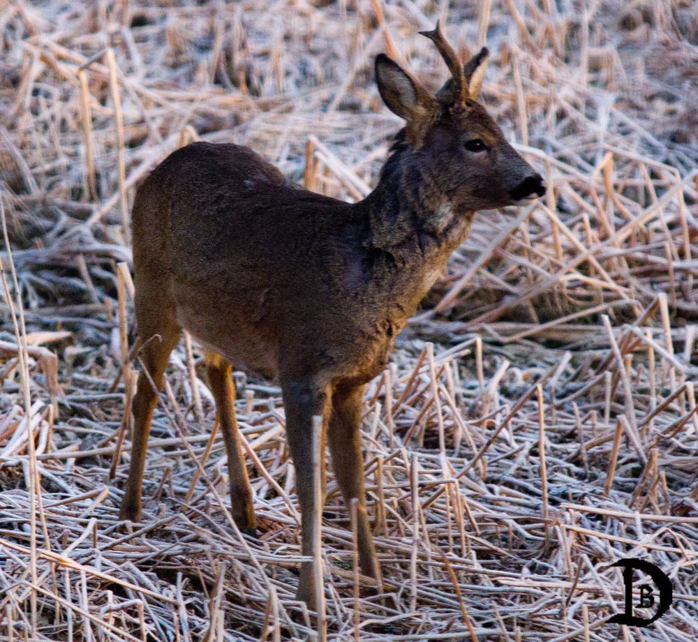 Rehbock Foto & Bild | tiere, wildlife, säugetiere Bilder auf fotocommunity