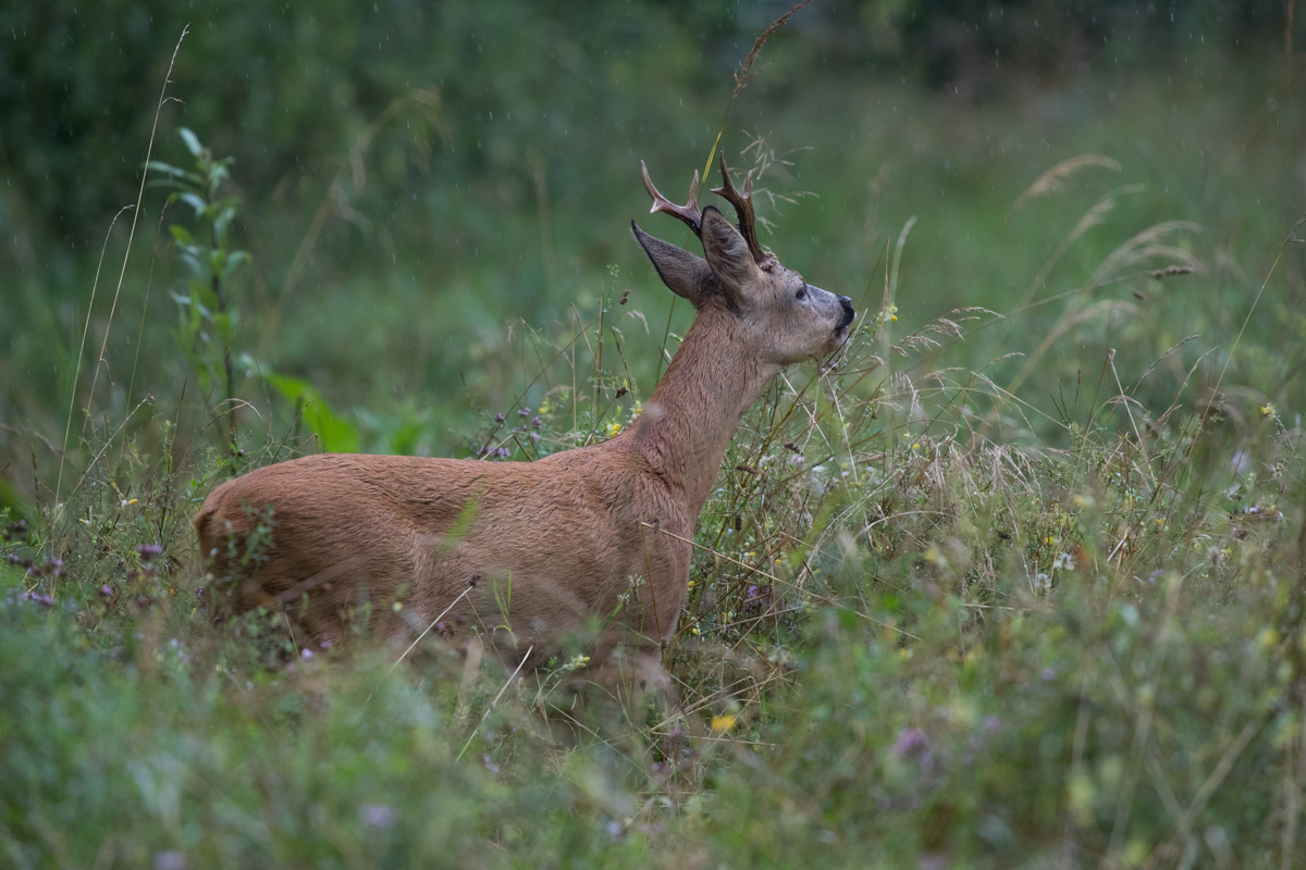 Rehbock Foto & Bild | tiere, wildlife, säugetiere Bilder auf fotocommunity