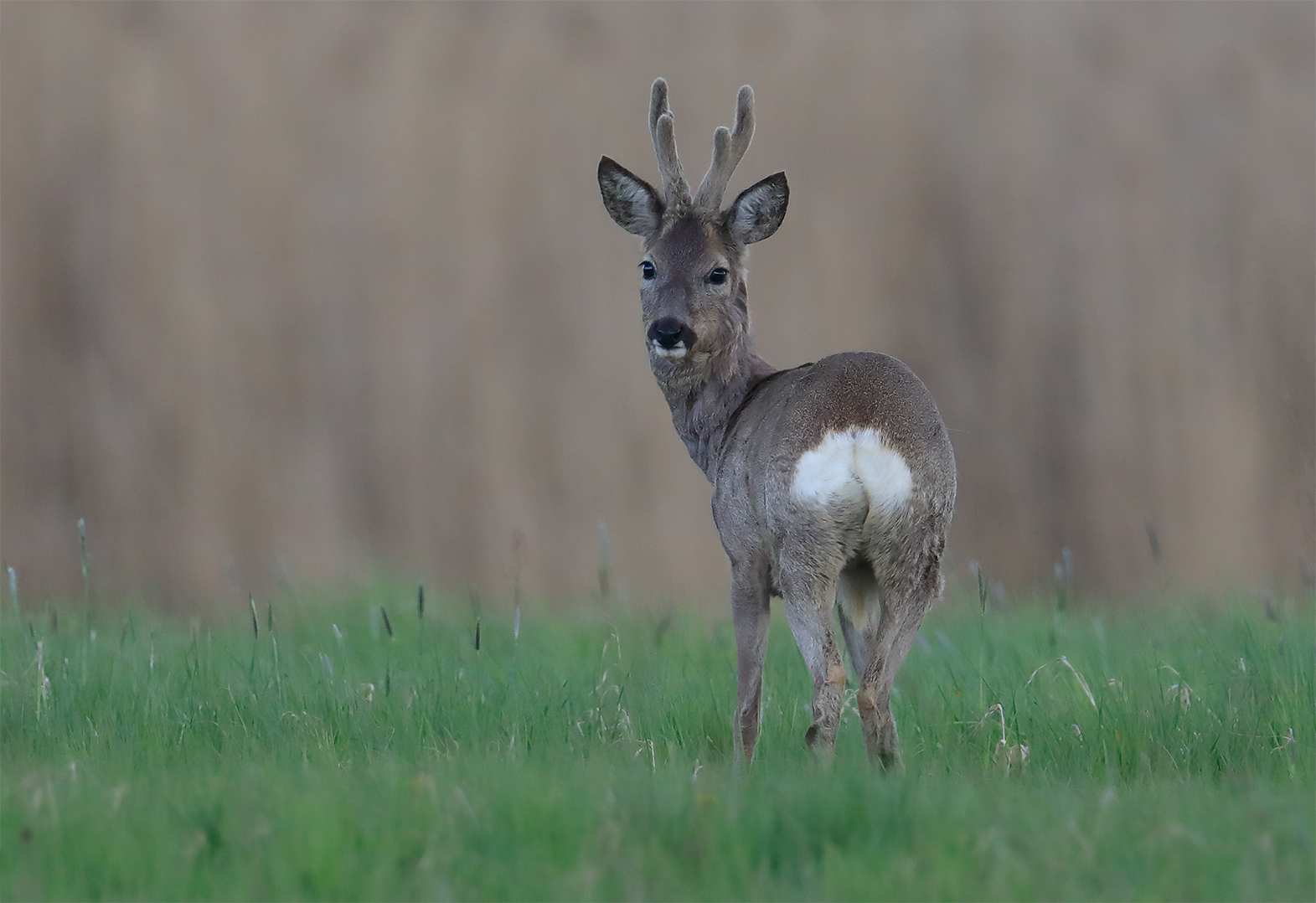 Rehbock Foto & Bild | natur, tiere, wildlife Bilder auf fotocommunity