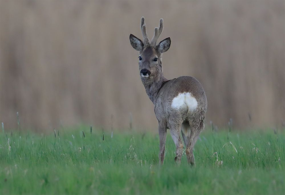 Rehbock Foto & Bild | natur, tiere, wildlife Bilder auf fotocommunity