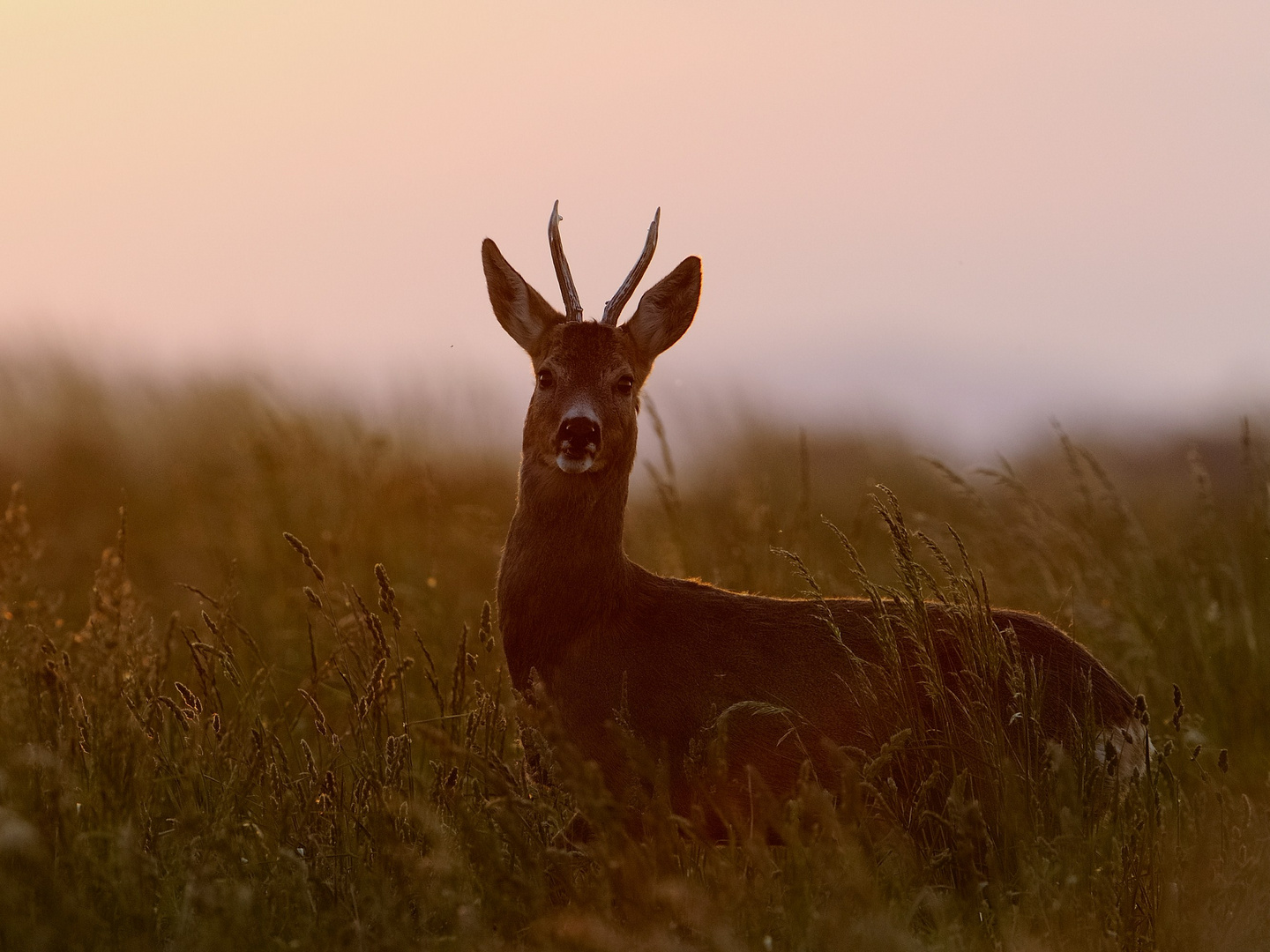 Rehbock Foto & Bild | tiere, wildlife, säugetiere Bilder auf fotocommunity