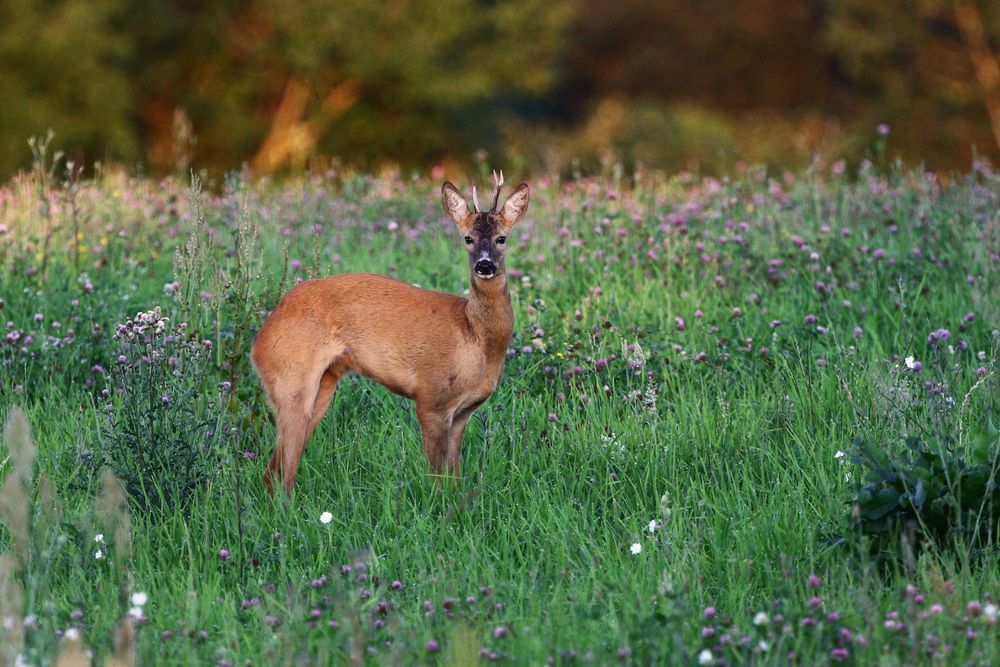 Rehbock Foto & Bild | tiere, wildlife, säugetiere Bilder auf fotocommunity