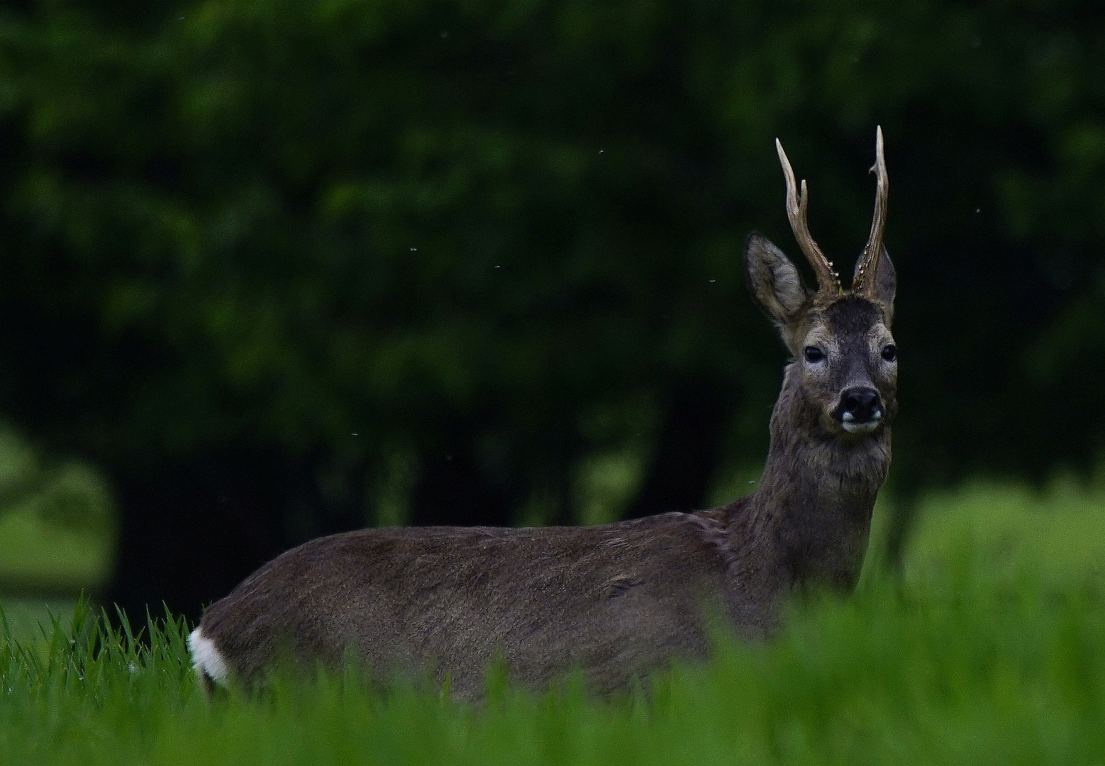 Rehbock. Foto & Bild | tiere, wildlife, säugetiere Bilder auf fotocommunity