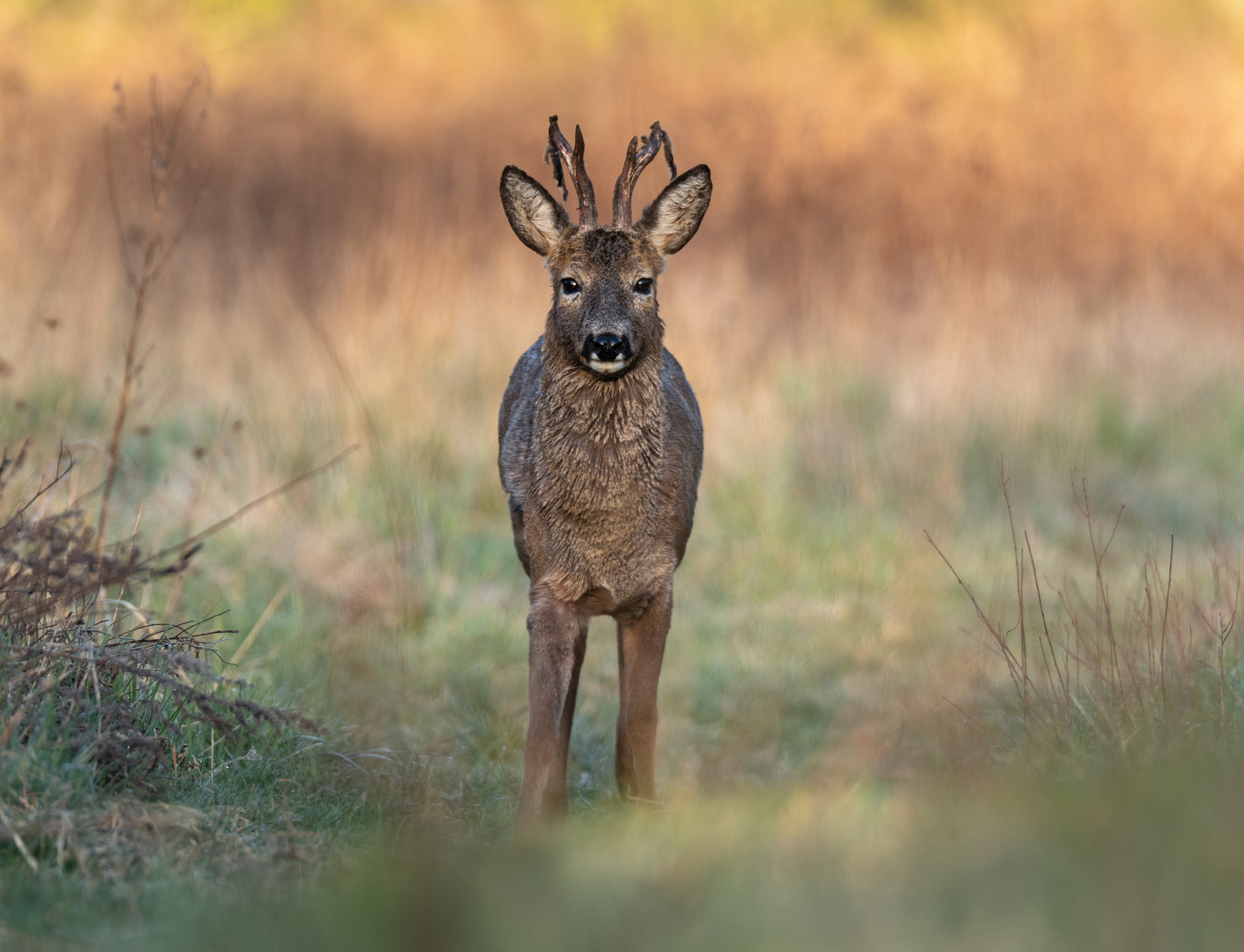 Rehbock Foto & Bild | fotos, nature, wald Bilder auf fotocommunity