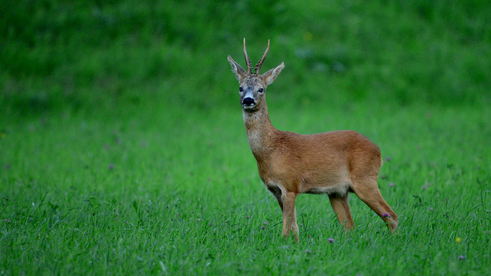 Rehbock Foto & Bild | tiere, wildlife, säugetiere Bilder auf fotocommunity