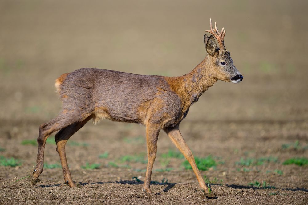 Rehbock Foto & Bild | tiere, wildlife, säugetiere Bilder auf fotocommunity