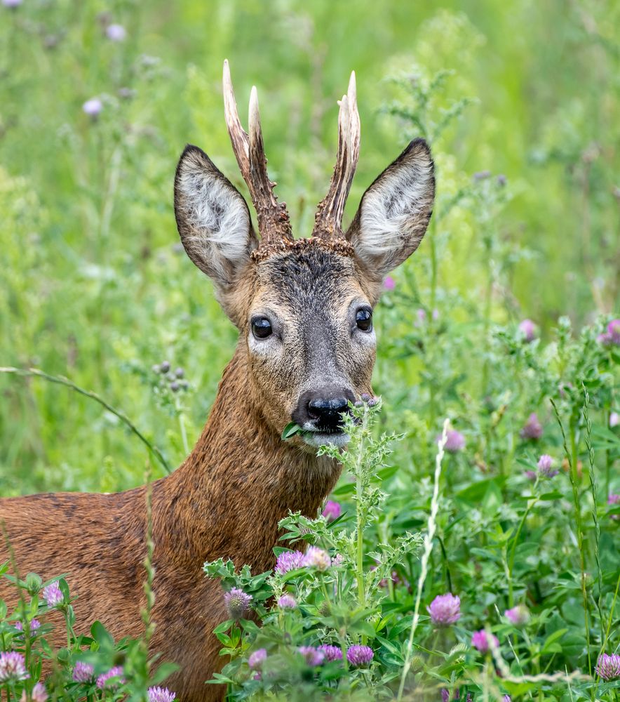 Quotausrasterquot Foto Bild Natur Tiere Wildlife Bilder Auf Fotocommunity