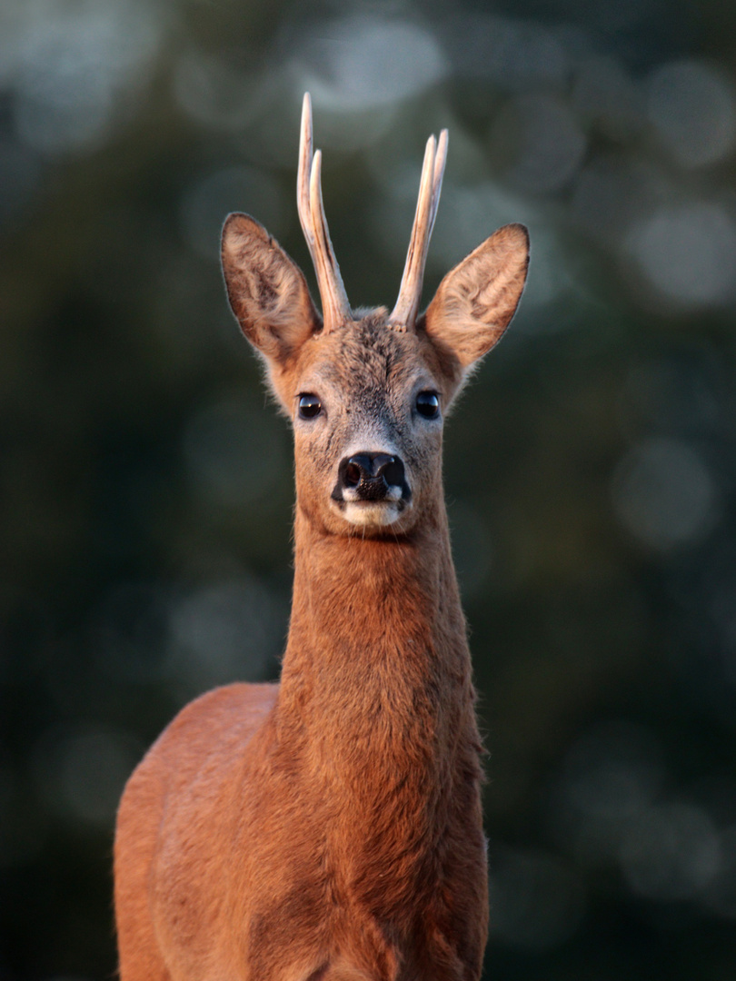 Rehbock Foto & Bild | wald, feld, natur Bilder auf fotocommunity