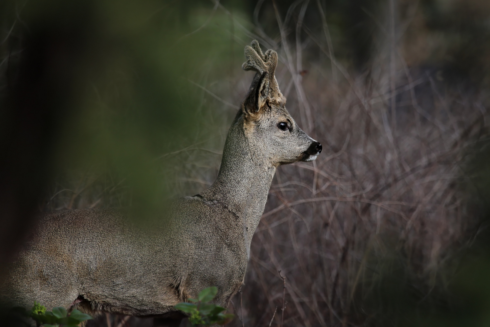 Rehbock Foto & Bild | natur, tiere, wildlife Bilder auf fotocommunity