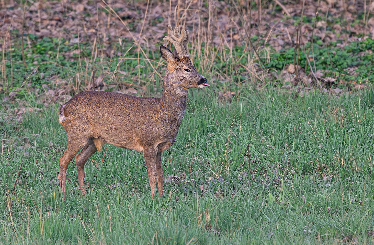 Rehbock Foto & Bild | tiere, wildlife, säugetiere Bilder auf fotocommunity