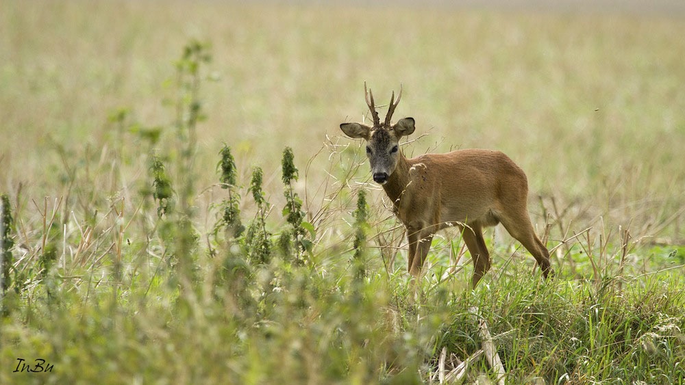Rehbock Foto & Bild | natur, tiere, wildlife Bilder auf fotocommunity