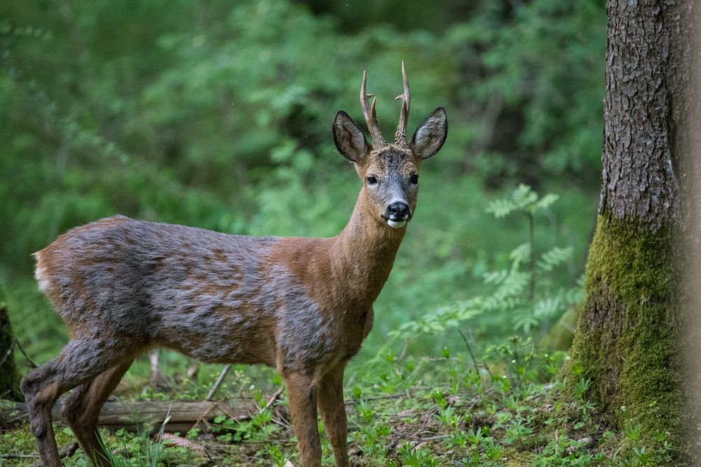 Rehbock Foto & Bild | canon, wald, bäume Bilder auf fotocommunity