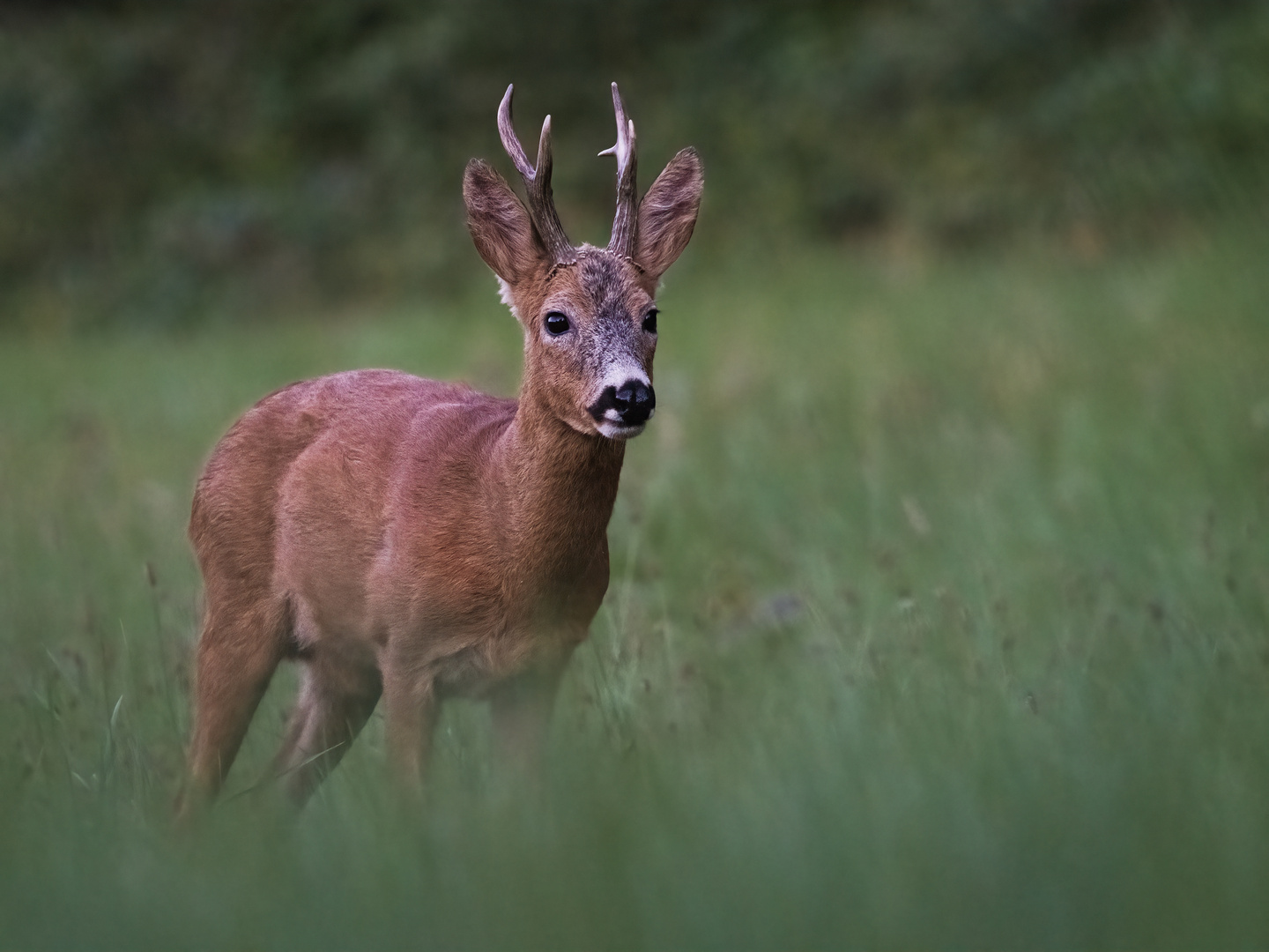 Rehbock beim Abendspaziergang Foto & Bild | tiere, wildlife, säugetiere ...