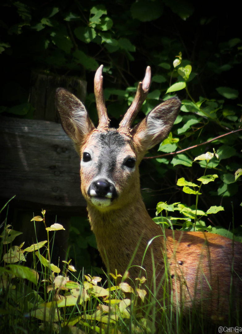 Rehbock Foto & Bild | tiere, wildlife, säugetiere Bilder auf fotocommunity