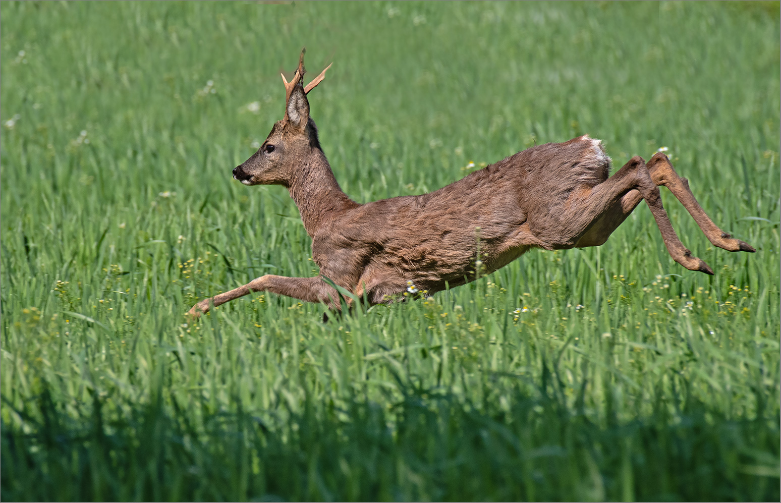Rehbock . . . Foto & Bild | tiere, wildlife, säugetiere Bilder auf ...