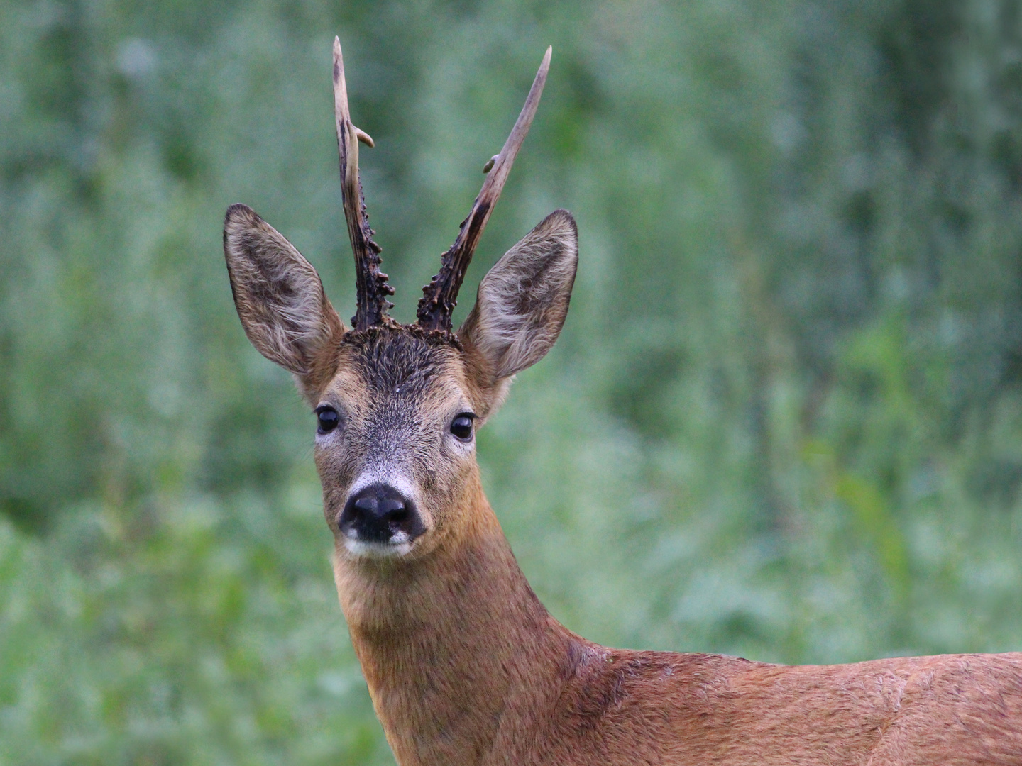 Rehbock Foto & Bild | wald, sommer, wiese Bilder auf fotocommunity